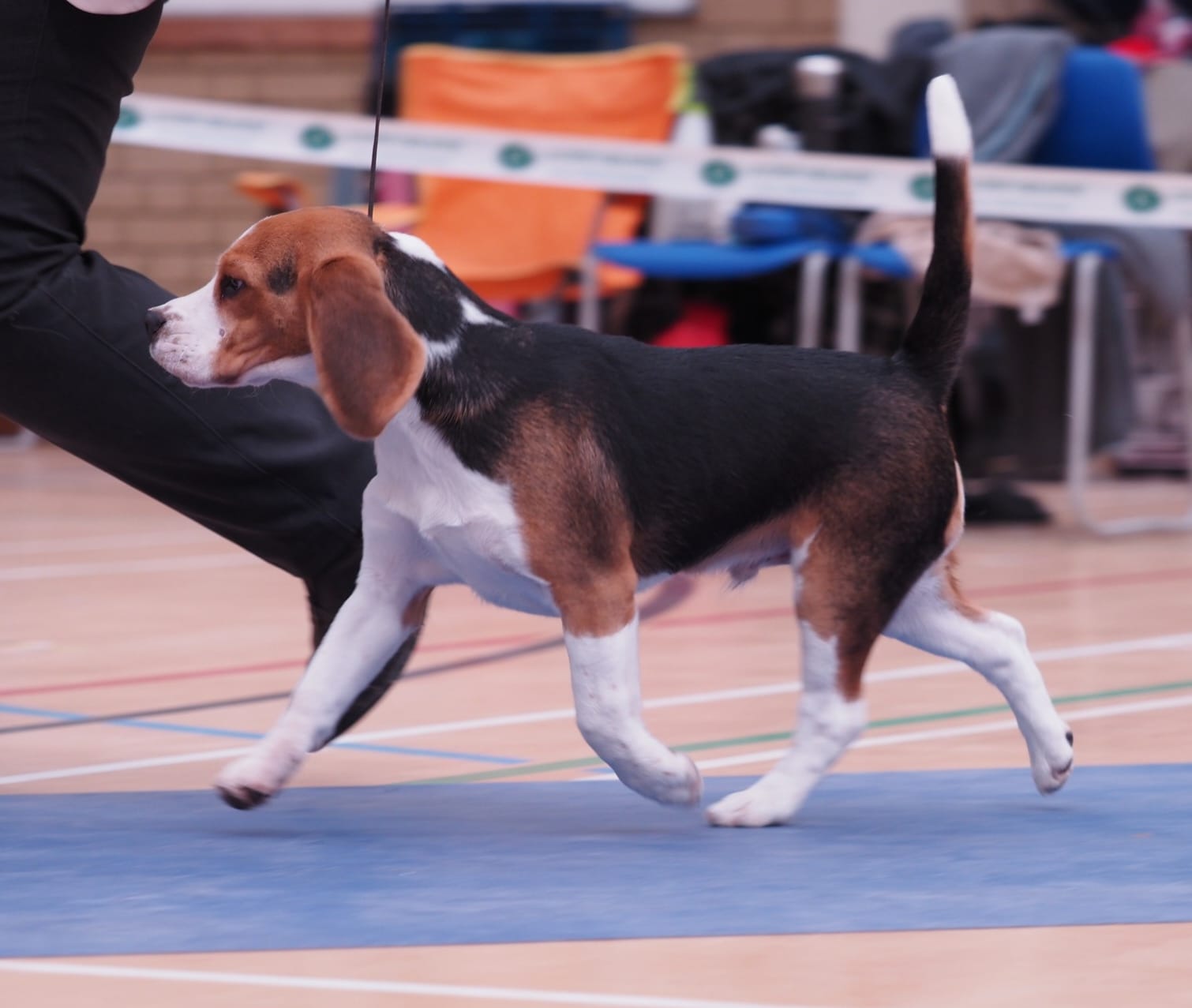 Haggatty Bonafide (Snoopy) – Haggatty Beagles